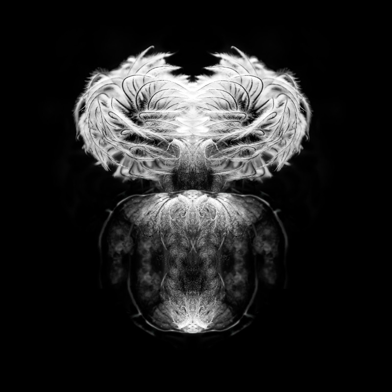 The Similar Patterns Of The Human Body & Nature – Edge of Humanity Magazine