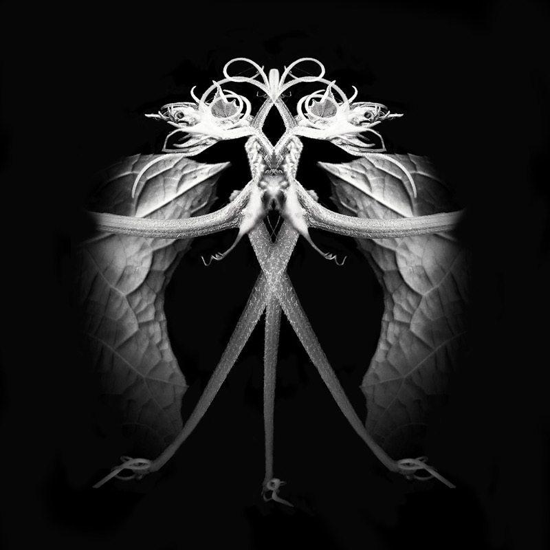 The Similar Patterns Of The Human Body & Nature – Edge of Humanity Magazine